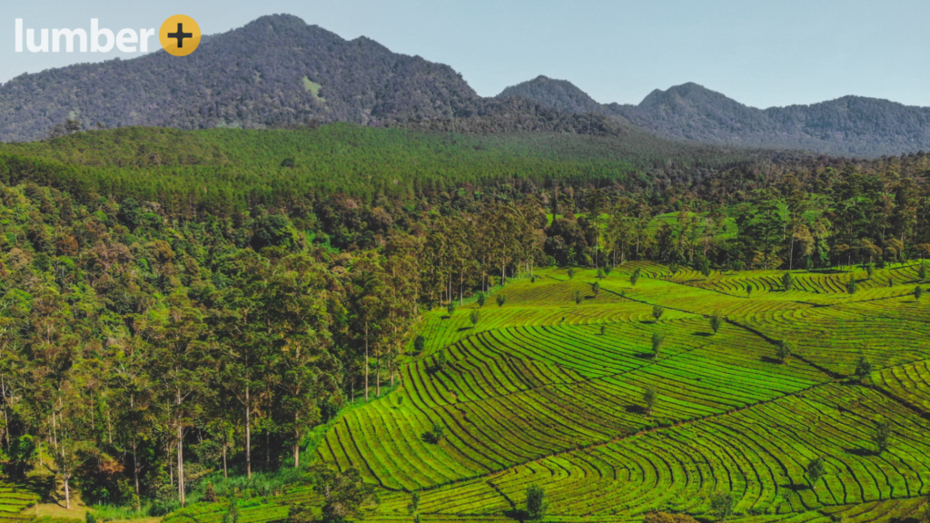 Thermally Modified Wood: Explaining the Modification Process